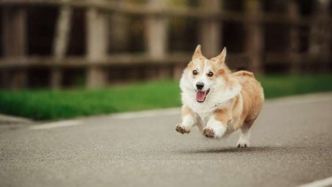 Corgi Workout: How Much Exercise Do Corgis Need? - Corgi Care