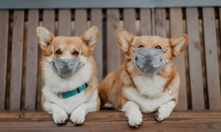 Skin Conditions In Corgis: Do Corgis Have Sensitive Skin? - Corgi Care
