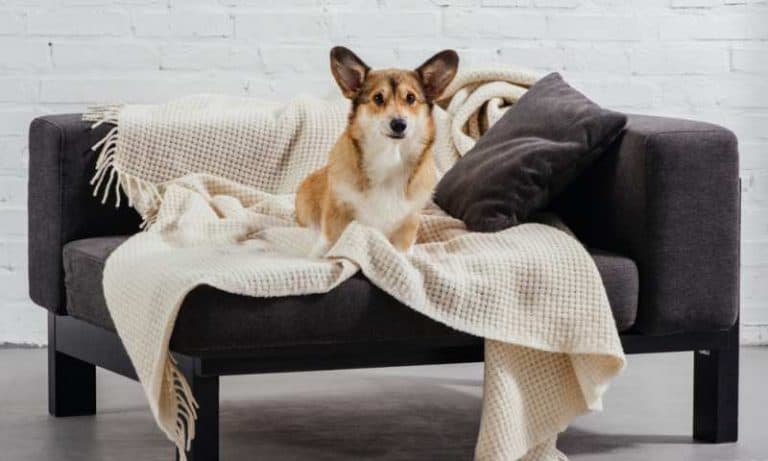 Are Corgis Inside Or Outside Dogs? – Corgi Care