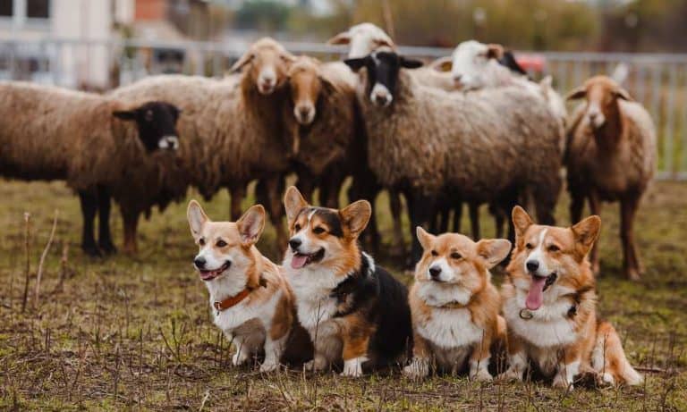 Are Corgis Good Farm Dogs? – Corgi Care
