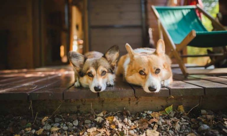 How To Rescue A Corgi? Are Corgis In Shelters? – Corgi Care