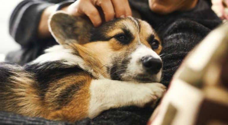 Are Corgis Good Service Dogs? - Corgi Care