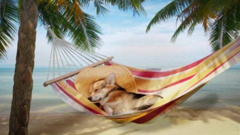 Are Corgis Good Travel Dogs? Do Corgis Travel Well? - Corgi Care