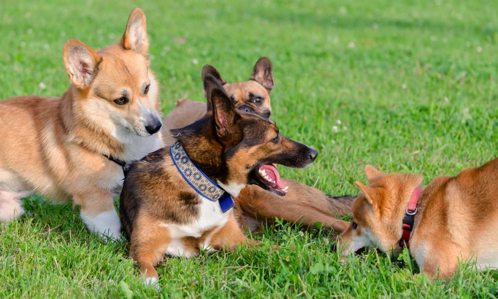 Are Corgis Good With Puppies? Will They Hurt Them? - Corgi Care