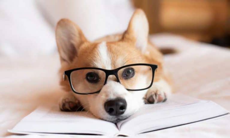 How Smart Are Corgis? An Insight Into Corgi’s Intelligence - Corgi Care