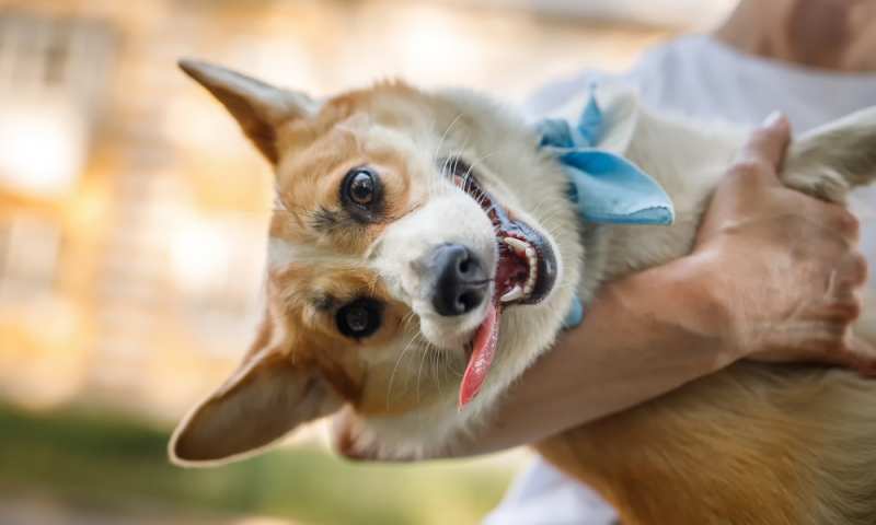 Are Corgis Manipulative? - Corgi Care
