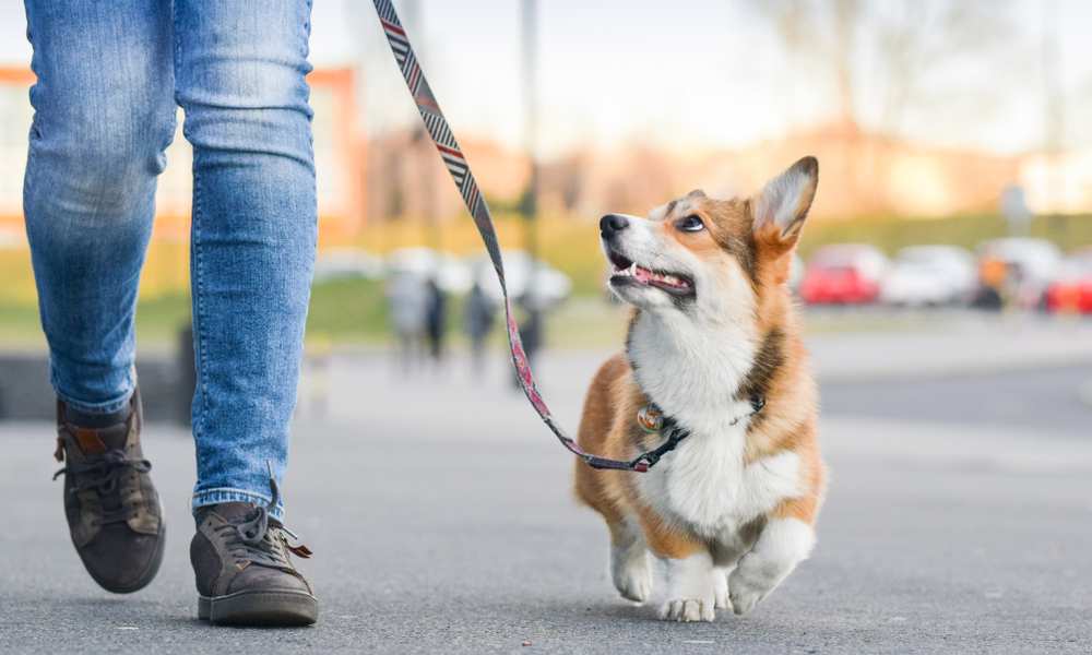 Are Corgis Prone To Anxiety? Are Corgis Anxious Dogs? - Corgi Care