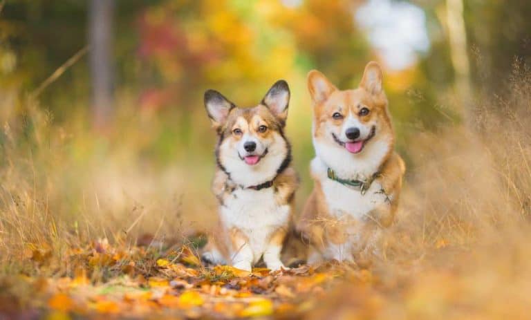 Degenerative Myelopathy (DM) In Corgis: Signs & Testing – Corgi Care