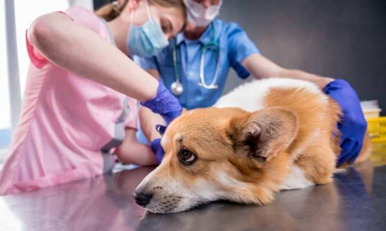 How To Rescue A Corgi? Are Corgis In Shelters? – Corgi Care