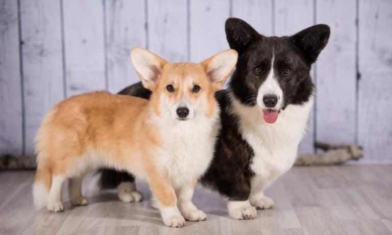 How To Breed A Corgi? How Do Corgis Mate? - Corgi Care
