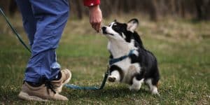 Are Corgis Trainable? How Long To Train A Corgi? - Corgi Care