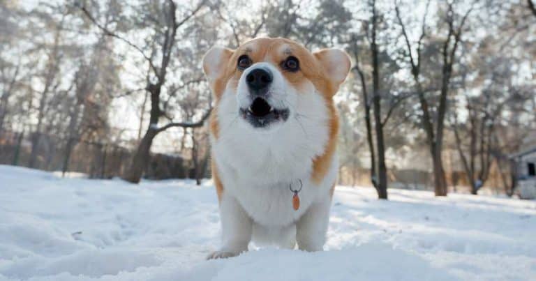 Barking In Corgis: Do Corgis Bark A Lot? - Corgi Care