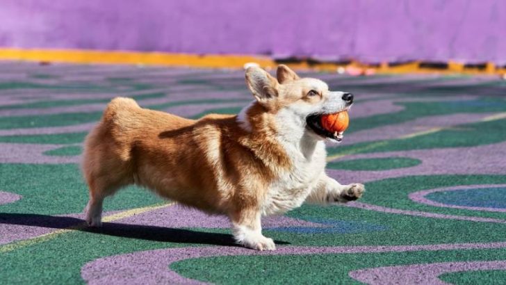 Why Are Corgis So Bossy? The Reasons That Make Corgis Leaders of the ...