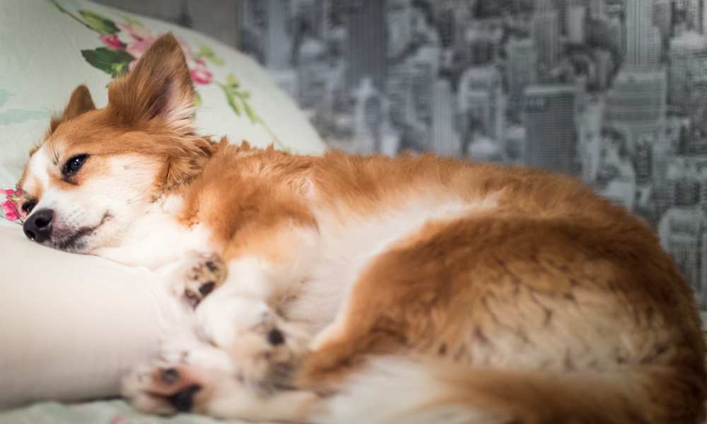 Do Corgis Get Arthritis? Are Corgis Prone To Arthritis? - Corgi Care