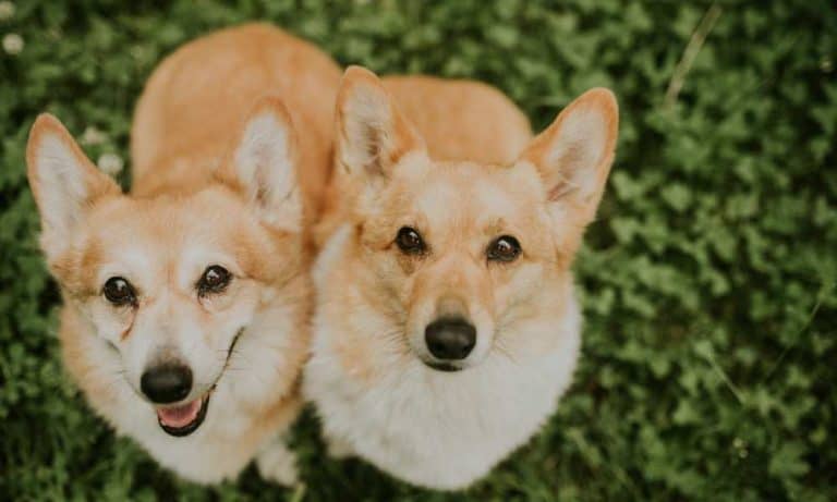 How To Breed A Corgi? How Do Corgis Mate? - Corgi Care