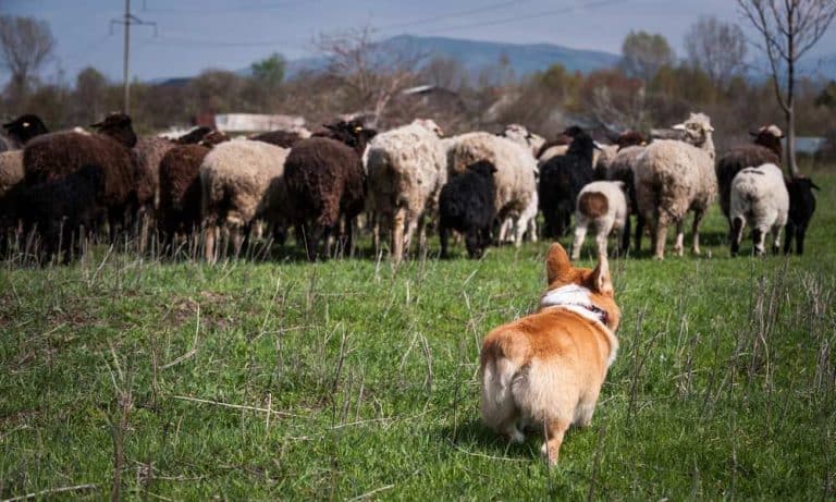 How To Stop Aggression In Corgis? - Corgi Care