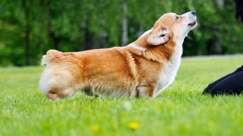 Corgi Care - Everything about the Corgi