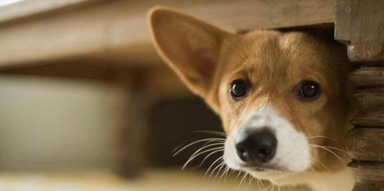 Barking In Corgis: Do Corgis Bark A Lot? - Corgi Care
