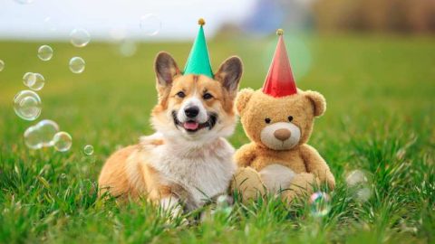 99 Best Names For Corgis: How To Name A Corgi? - Corgi Care