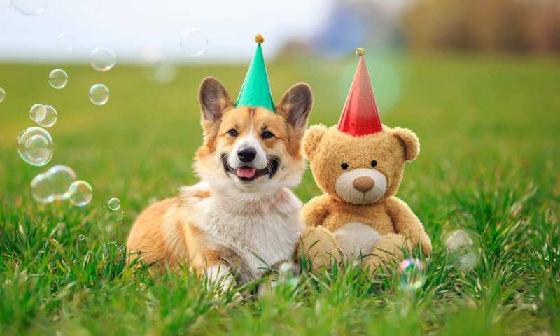 99 Best Names For Corgis: How To Name A Corgi? - Corgi Care