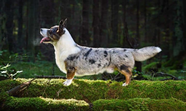 Corgi Lifespan: How Long Do Corgis Live? – Corgi Care