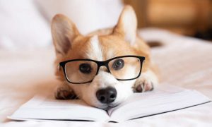 Books About Corgis: Best Books For Corgi Owners - Corgi Care