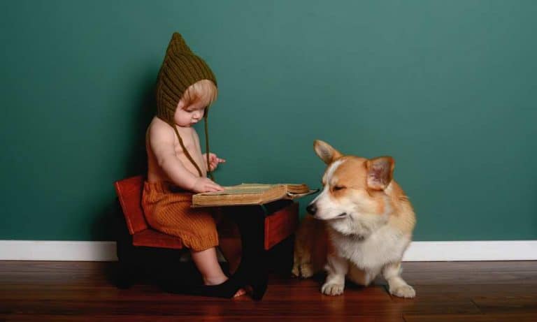 Books About Corgis: Best Books For Corgi Owners - Corgi Care