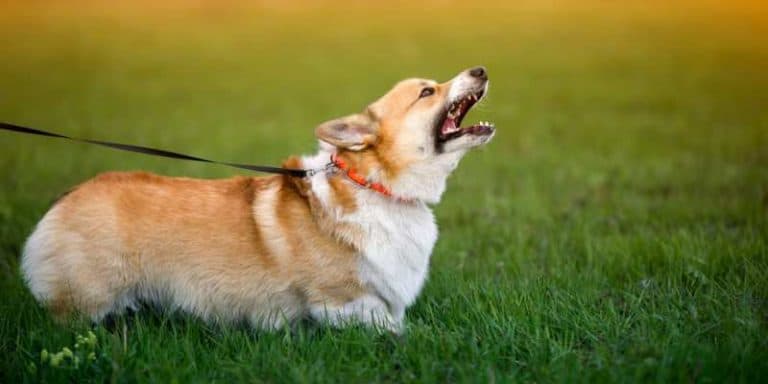 Can Corgis Be Vicious? Why Are Corgis Violent? - Corgi Care