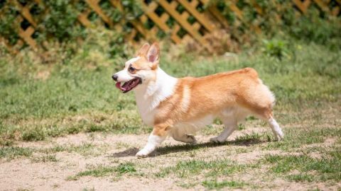 Are Corgis Good Travel Dogs? Do Corgis Travel Well? - Corgi Care