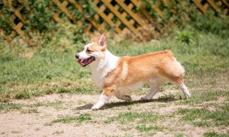 Can Corgis Be Vicious? Why Are Corgis Violent? - Corgi Care