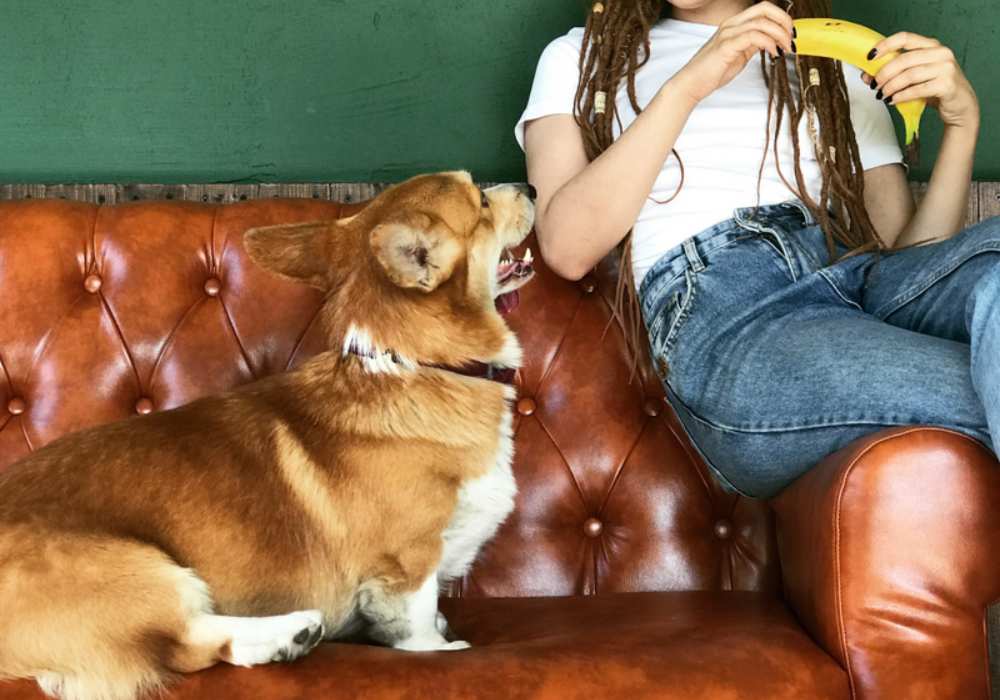 Can Corgis Eat Bananas? - Corgi Care