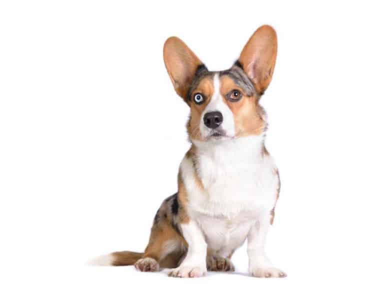 Blue Eyes In Corgis: Do Corgis Ever Have Blue Eyes? - Corgi Care