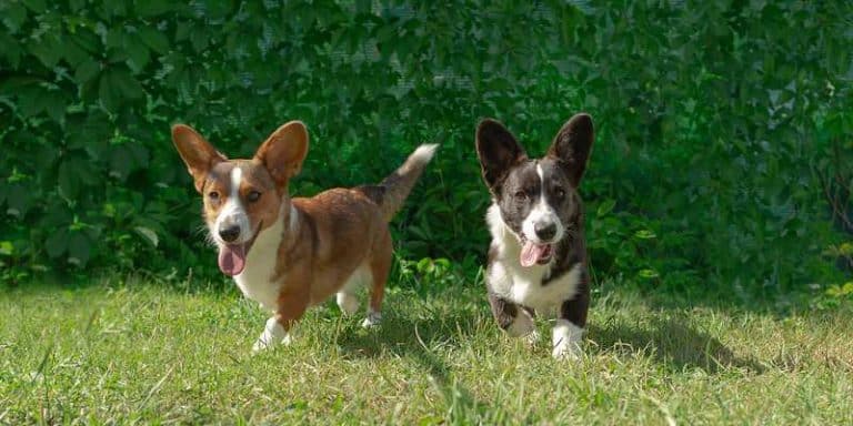 Can Corgis Be Vicious? Why Are Corgis Violent? - Corgi Care