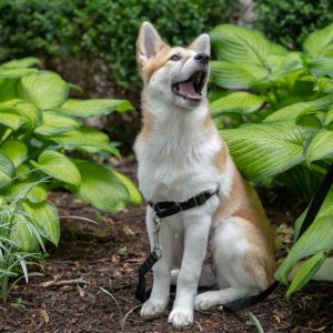 15 Corgi Mixed Breeds (with Pictures) – Corgi Care