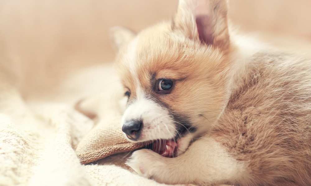 Corgi Workout: How Much Exercise Do Corgis Need? - Corgi Care