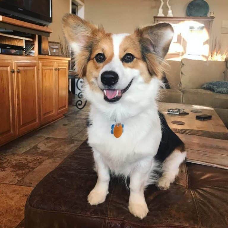 15 Corgi Mixed Breeds (with Pictures) - Corgi Care