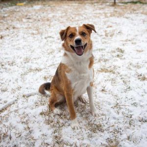 15 Corgi Mixed Breeds (with Pictures) - Corgi Care