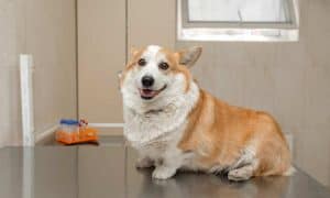 How To Care For A Corgi? - Corgi Care