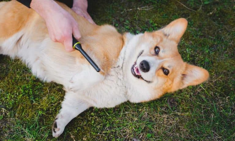 How To Care For A Corgi? - Corgi Care