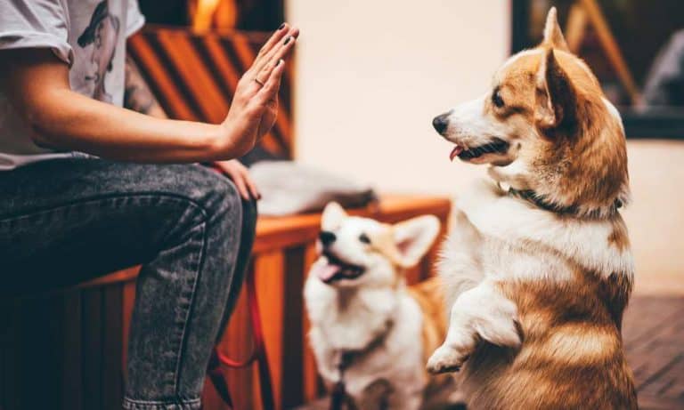 How To Care For A Corgi? - Corgi Care