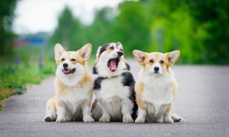 Corgi Colors: Do Corgis Fur Change Color? – Corgi Care