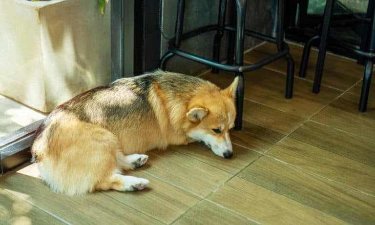 Why Does My Corgi Look Sad? - Corgi Care
