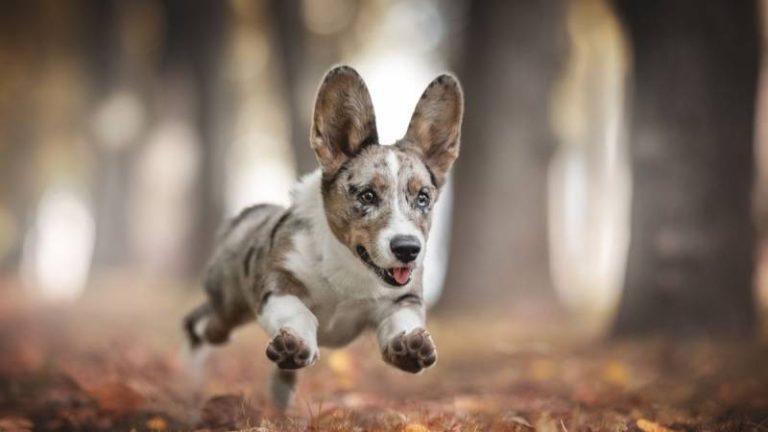 Corgi Ear Position: What It Means and How to Interpret It? - Corgi Care