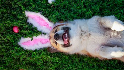 Corgi Ear Position: What It Means and How to Interpret It? - Corgi Care