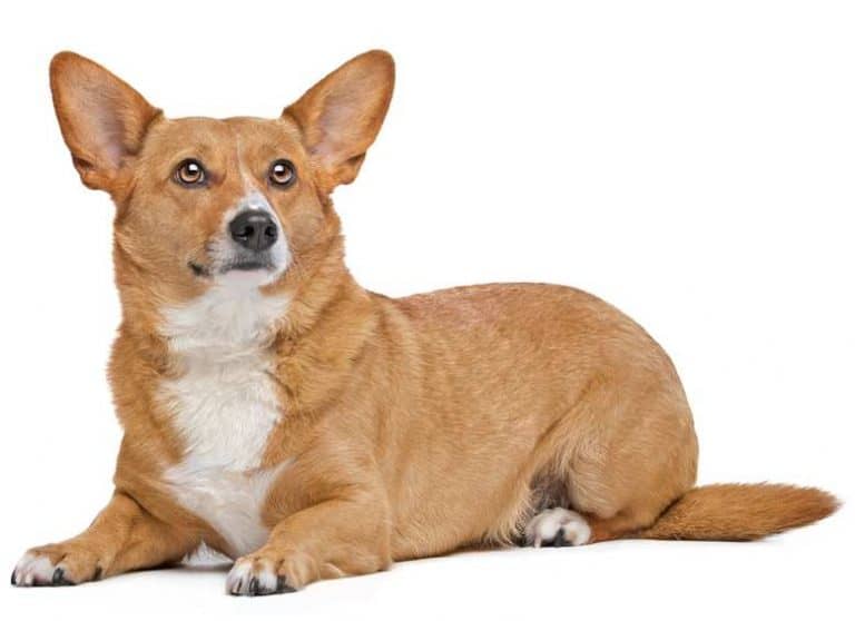15 Corgi Mixed Breeds (with Pictures) – Corgi Care
