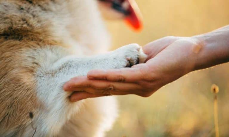 Corgi Grooming Ultimate Guide: How To Brush A Corgi? - Corgi Care