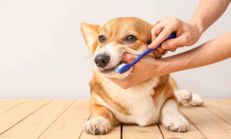 Corgi Grooming Ultimate Guide: How To Brush A Corgi? - Corgi Care