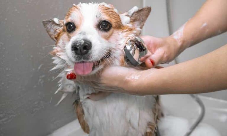 Corgi Grooming Ultimate Guide: How To Brush A Corgi? - Corgi Care