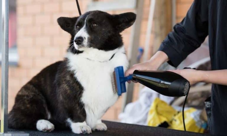 Corgi Grooming Ultimate Guide: How To Brush A Corgi? - Corgi Care