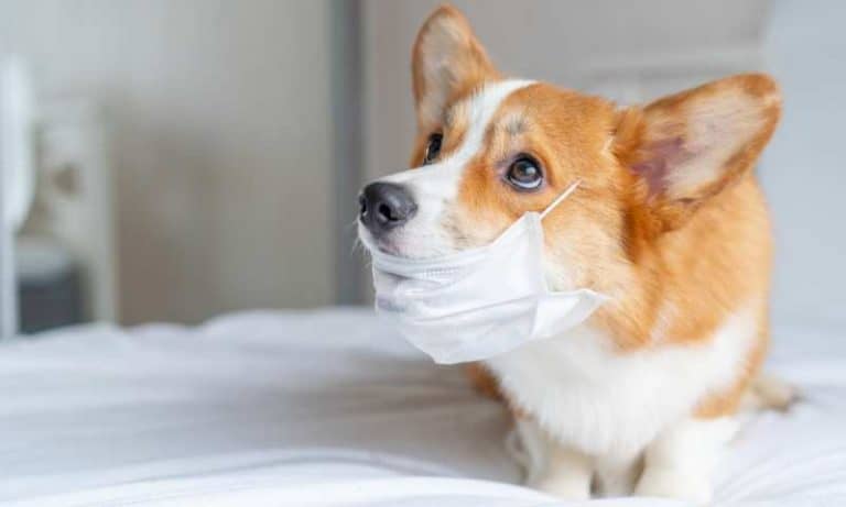 Corgi Health Problems: Most Common Diseases In Corgis - Corgi Care